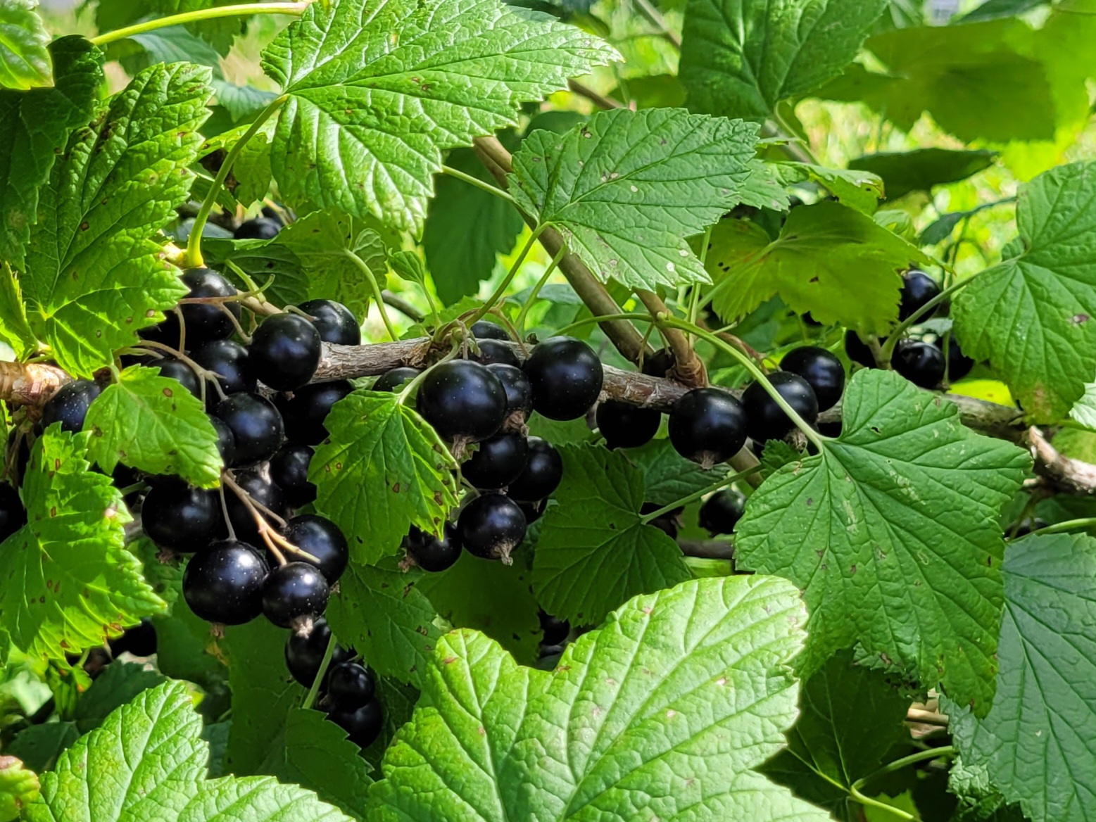 Humble Acres – Humble Acres Ontario